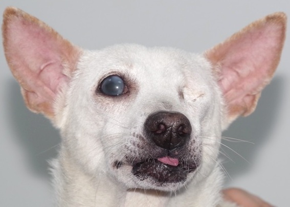 BILATERAL ENUCLEATION IN DOGS - Aquivet Clinique Vétérinaire